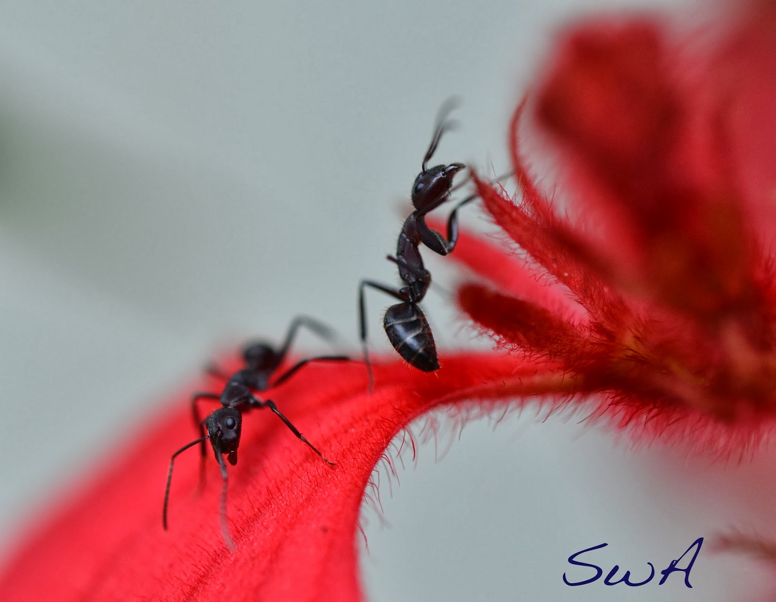 Tropical Biodiversity - Santarém - Pará - Brasil: Ant things