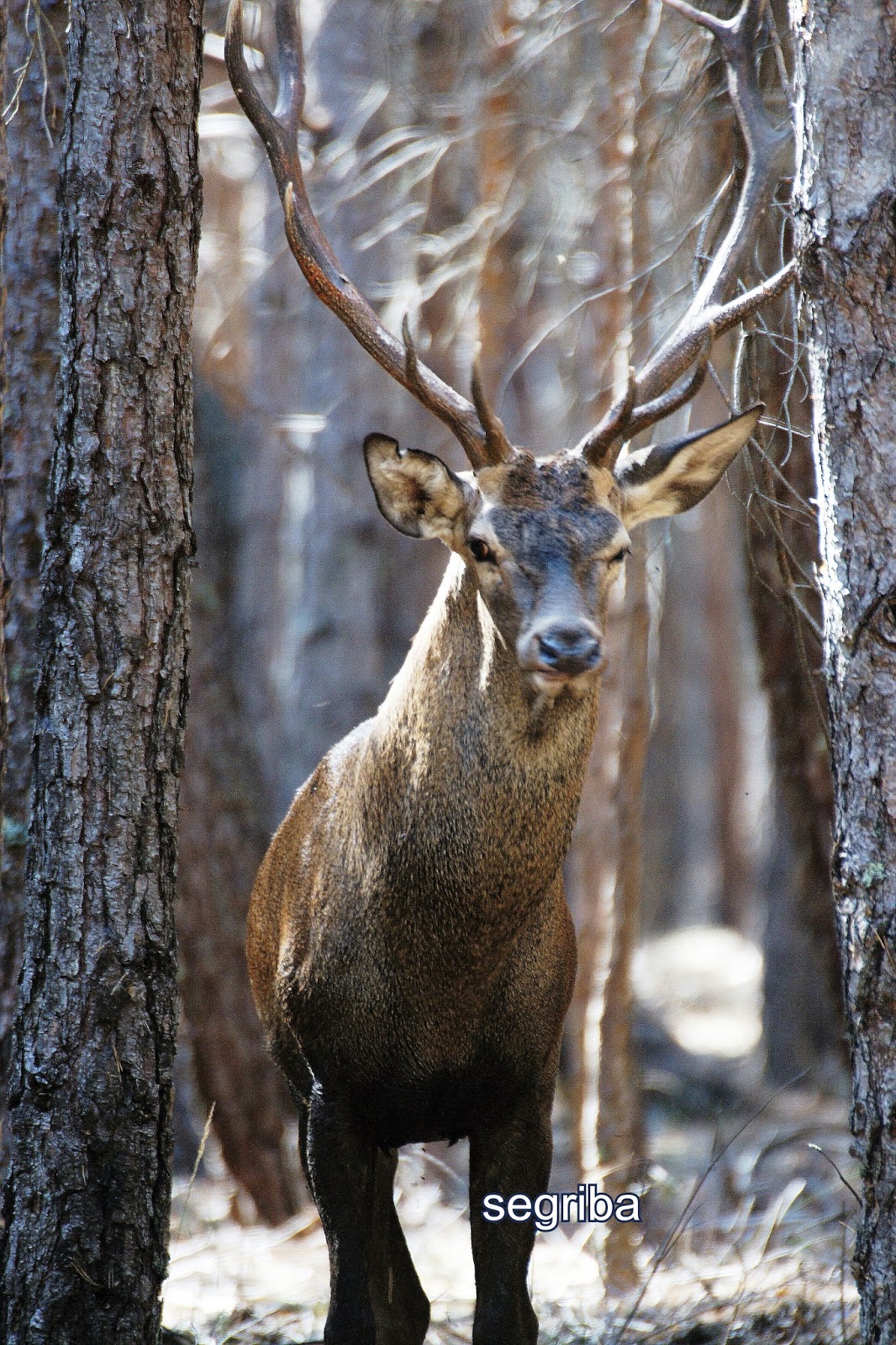 laiberianatural: Ciervo común ( Cervus elaphus)