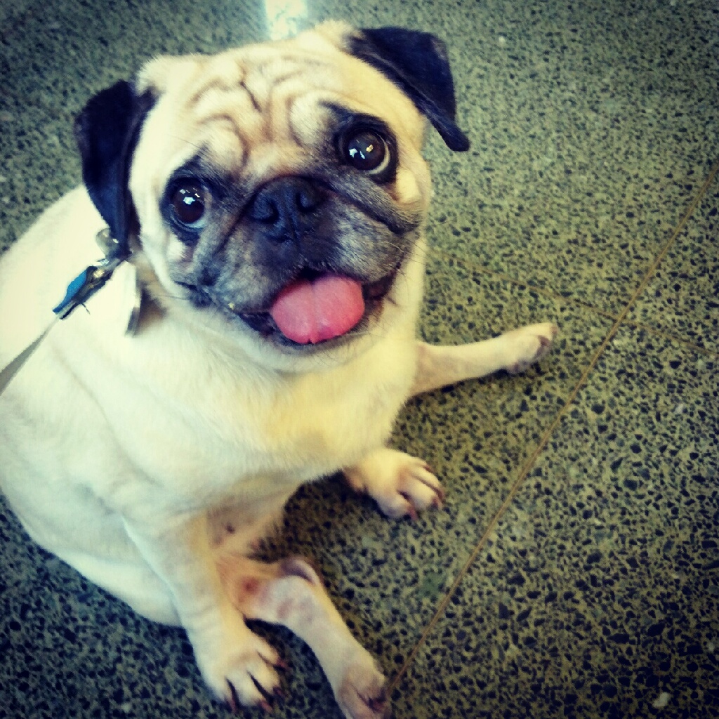 Lil Smug Pug: Long Time No Post! - Pug Update