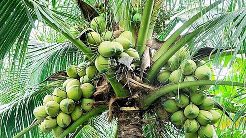 How to Grow a Coconut Tree - Kilimo Hai