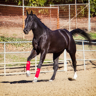 Equestrian Ink: A tale of two horses... and their owners