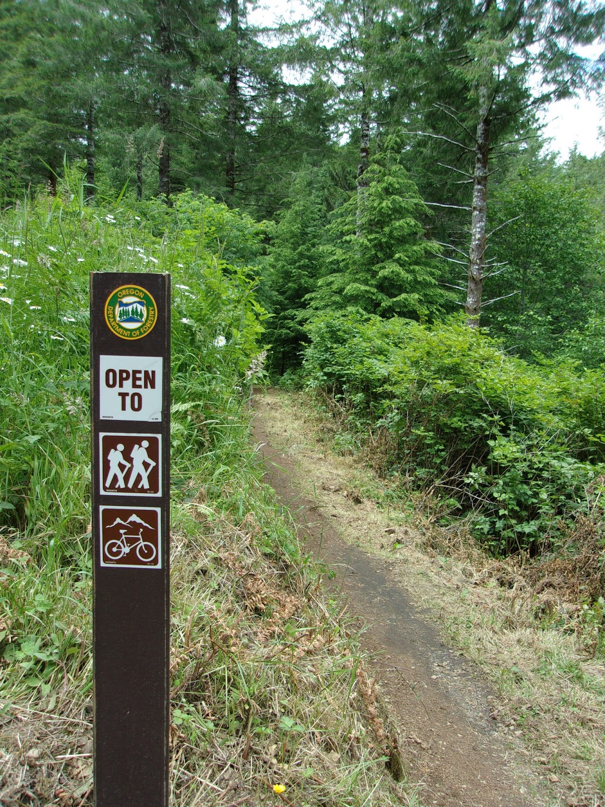 Tillamook State Forest Blog: June 2016