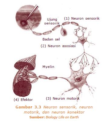 Anggita's Blog: SISTEM KOORDINASI DAN ALAT INDRA PADA MANUSIA