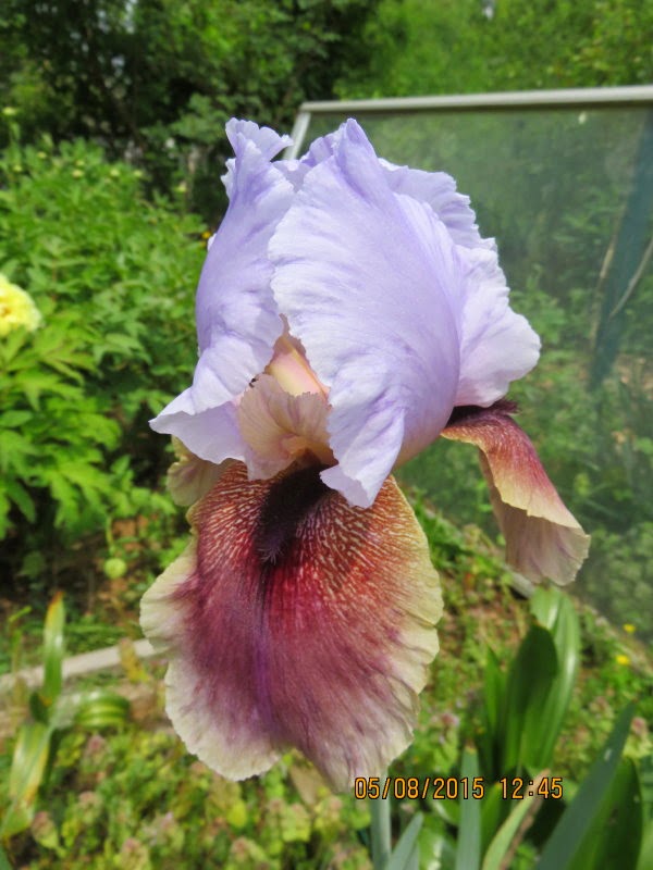 My Virtual Maryland Garden: Aril bred iris time
