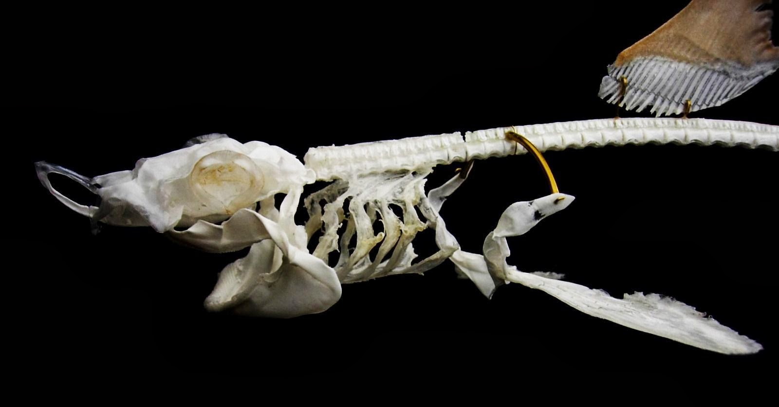 Skulls, bones and fish soup: Smooth-hound shark skeleton