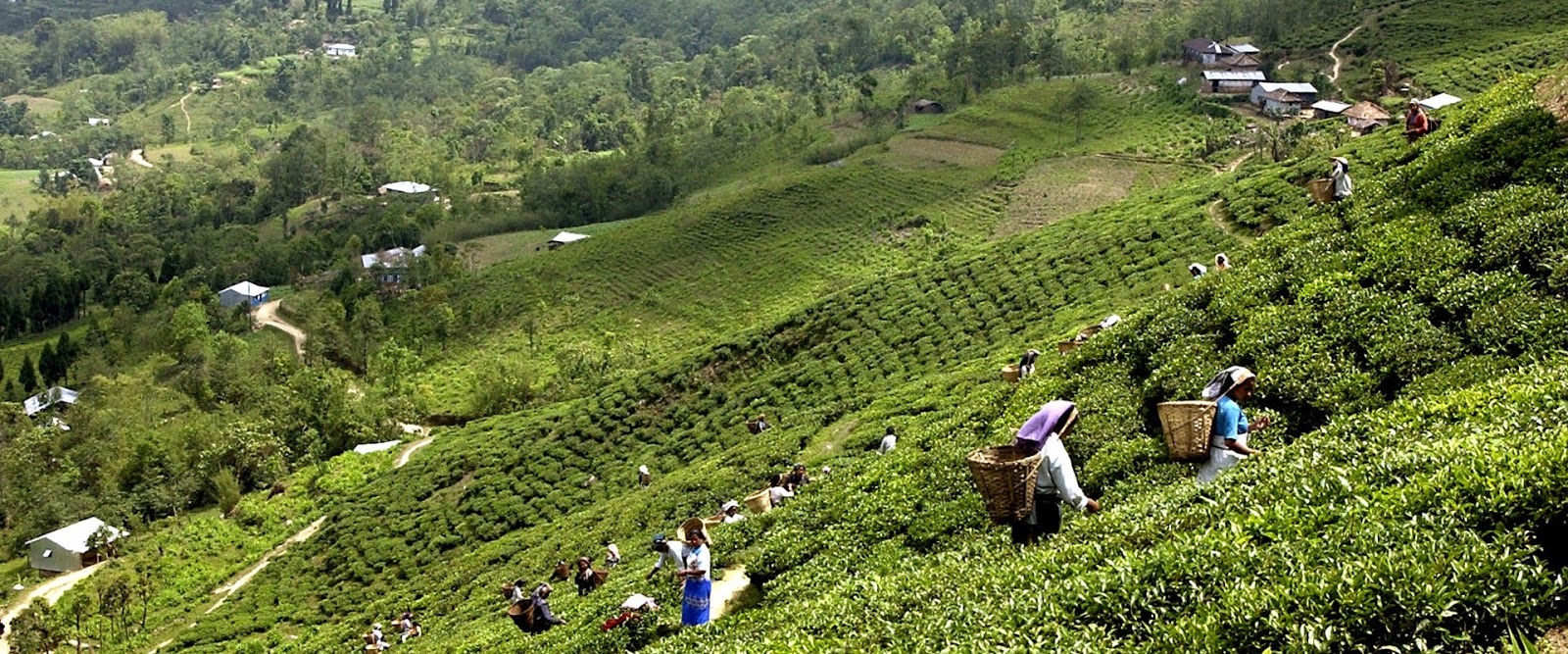 Visit Ilam and Kanyam Tea Garden - Nature View