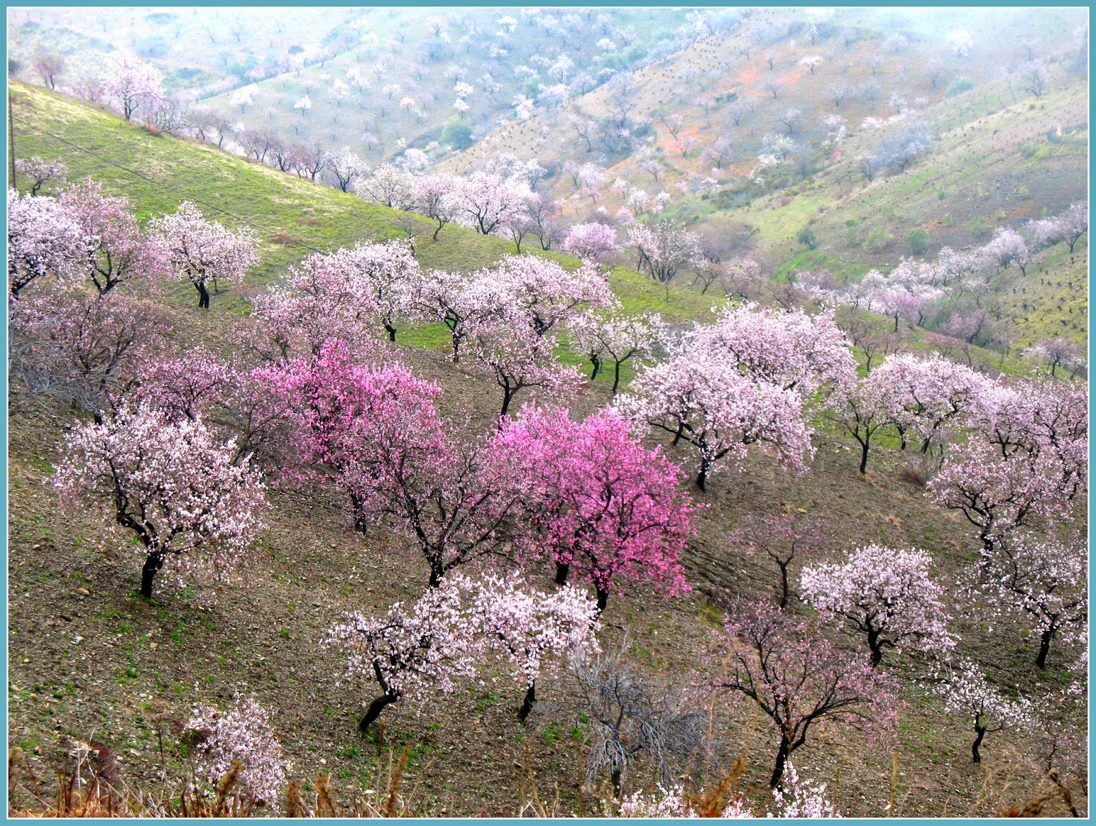 LA FLORACIÓN DE LOS ALMENDROS