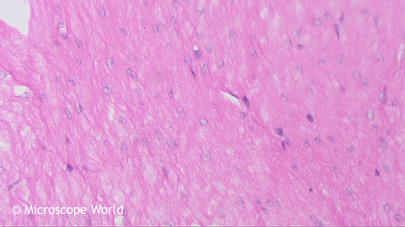 Microscope World Blog: Human Colon Under the Microscope