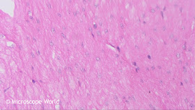 Microscope World Blog: Human Colon Under the Microscope