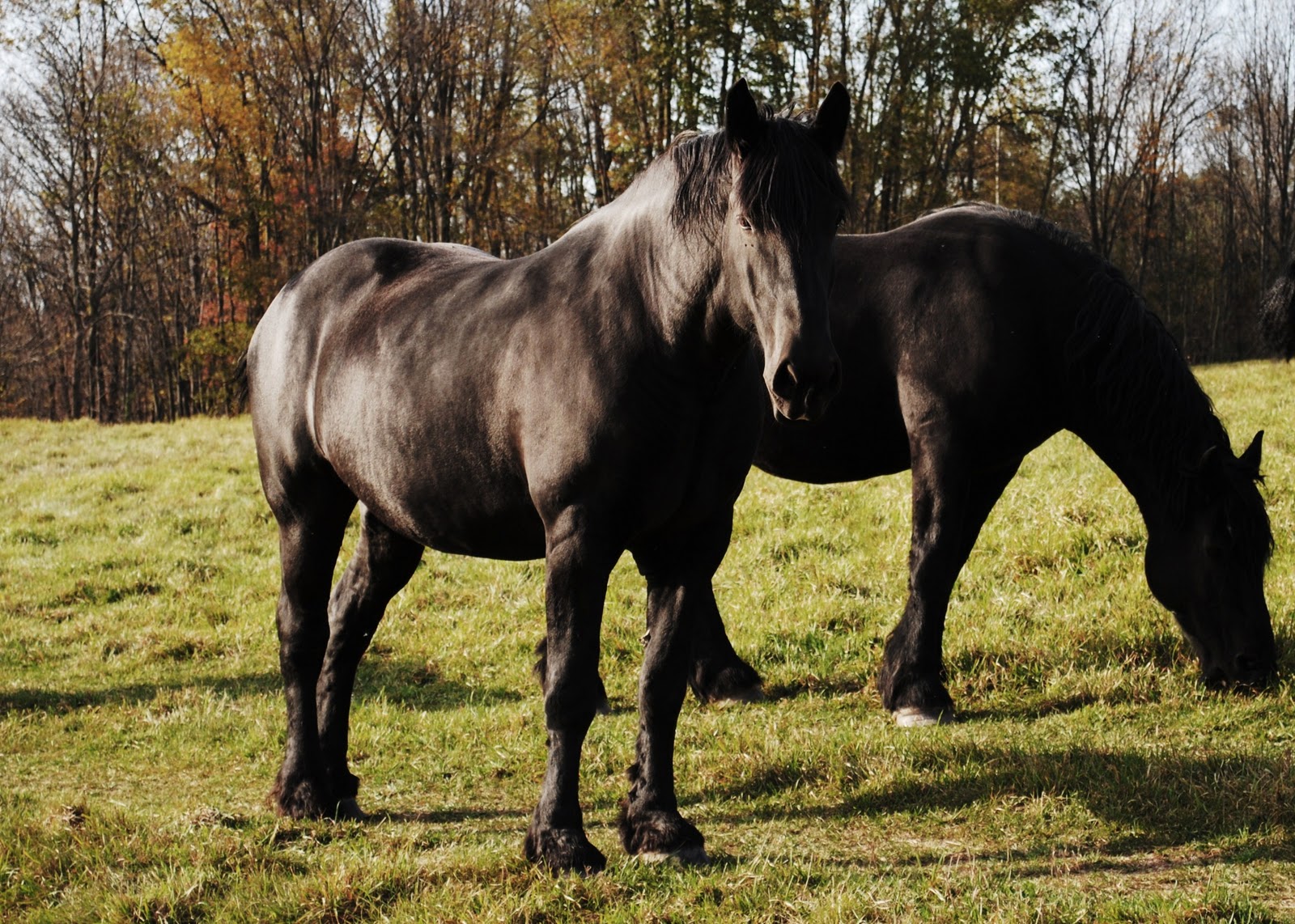 A Wrinkle In Time: Stoney Creek Farm Percheron Draft Horses﻿