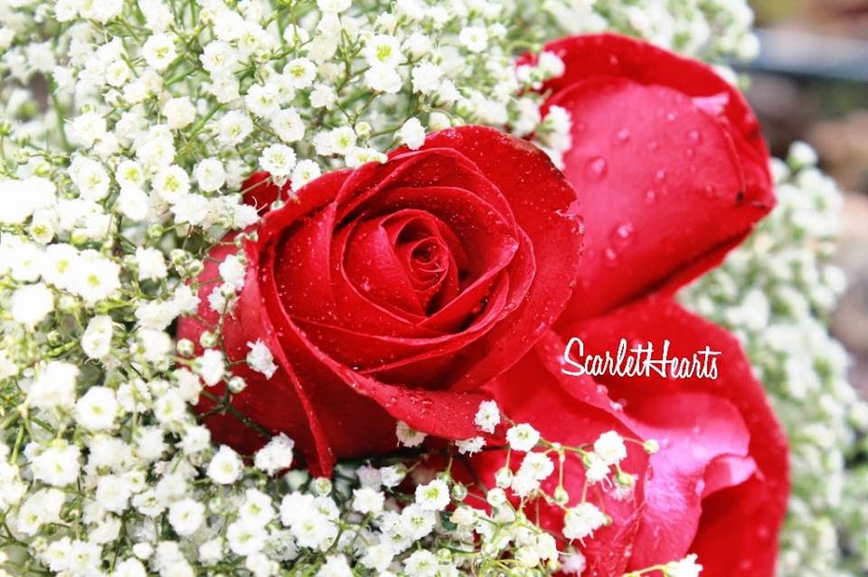 Bunga Tangan Rose + Baby Breath | CottonBunnys Florist