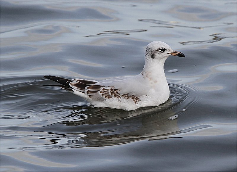 Loop Head Bird Observatory: Mediterranean Gull