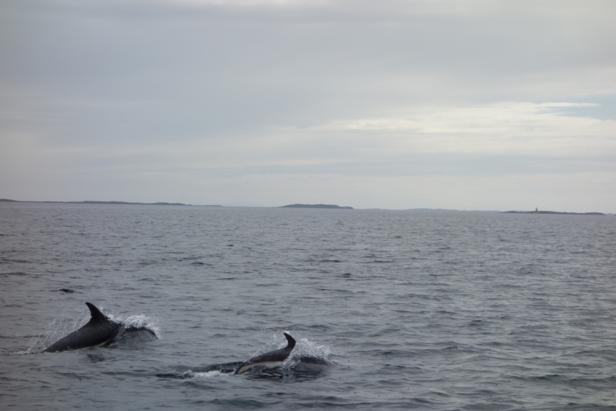 SPEKKHOGGER´N: Springere i Lovundviken