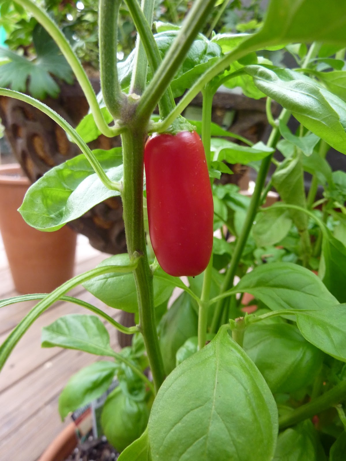 Flat Bottom Flowers: Two Red Peppers