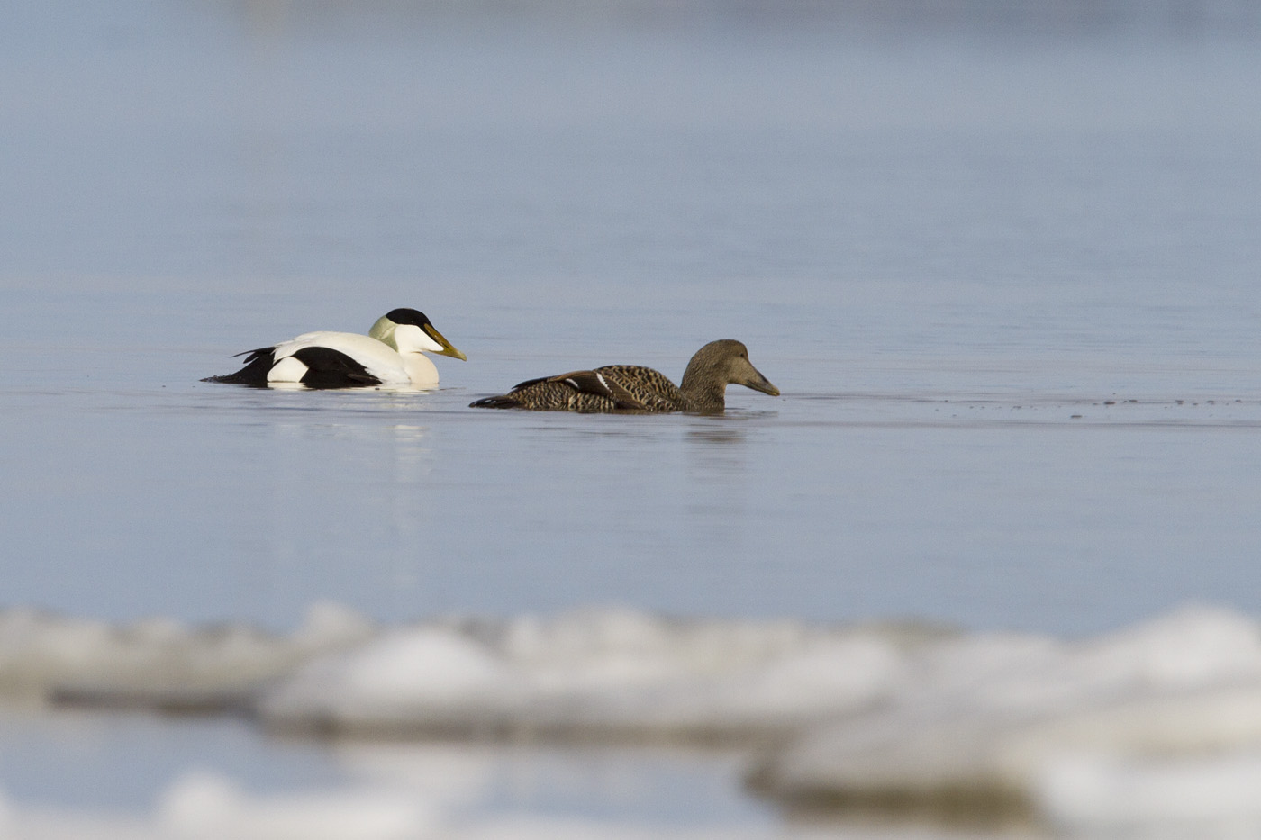 Janin luontokuvia: 14.-17.4.2011 Kevät keikkuen tulevi