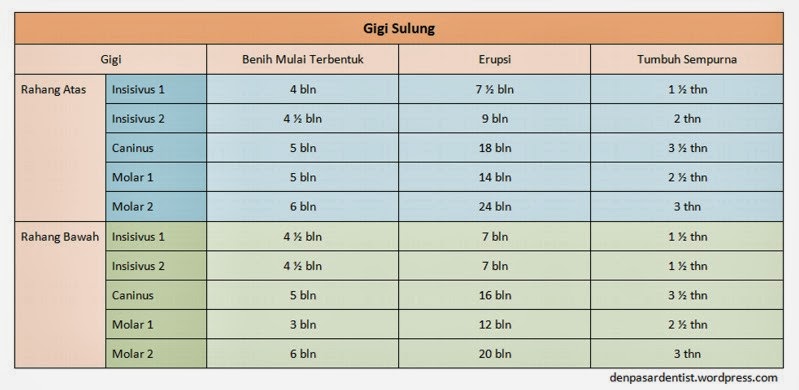 Periode Pertumbuhan (Erupsi) Gigi | BERUNTUNG