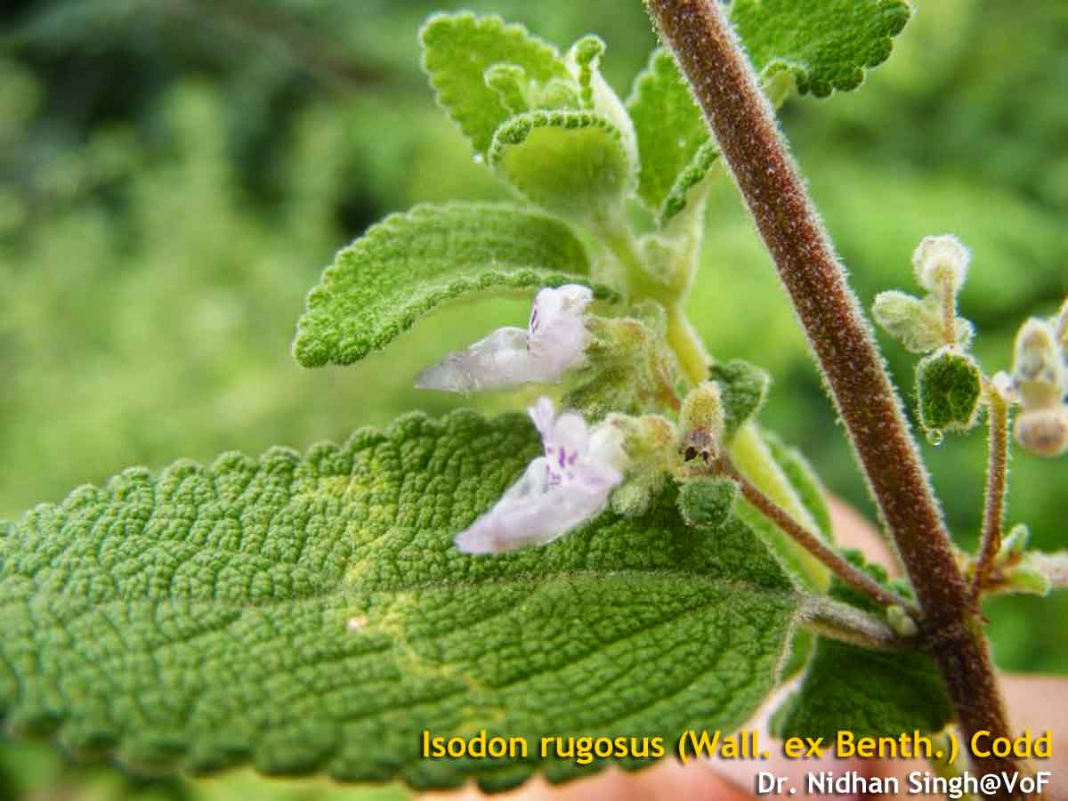 Medicinal Plants: Isodon rugosus, Wrinkled Leaf Isodon, chhichhri, 皱叶香茶菜