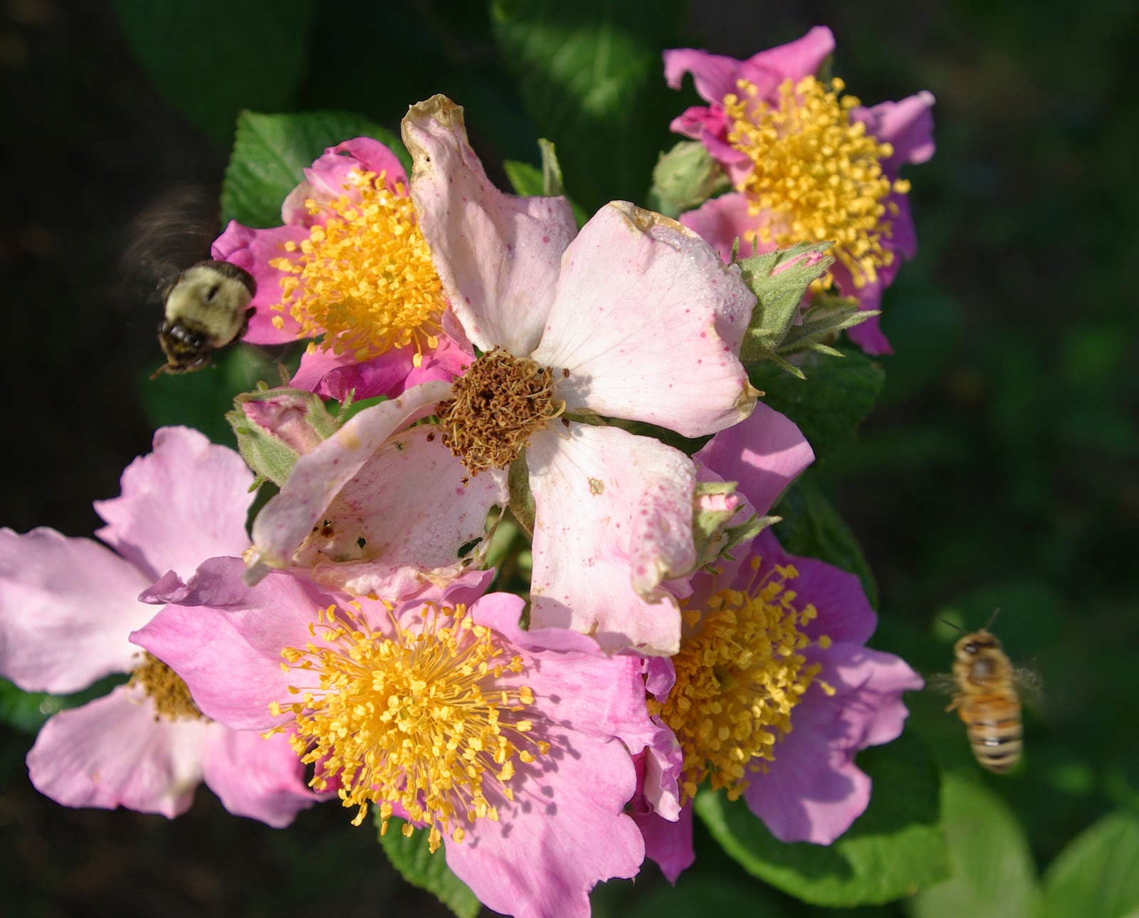 sweetbay: Prairie Roses
