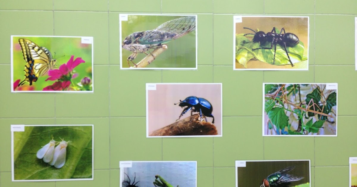 AGRARIA HUERTA SALAMA: INSECTARIO