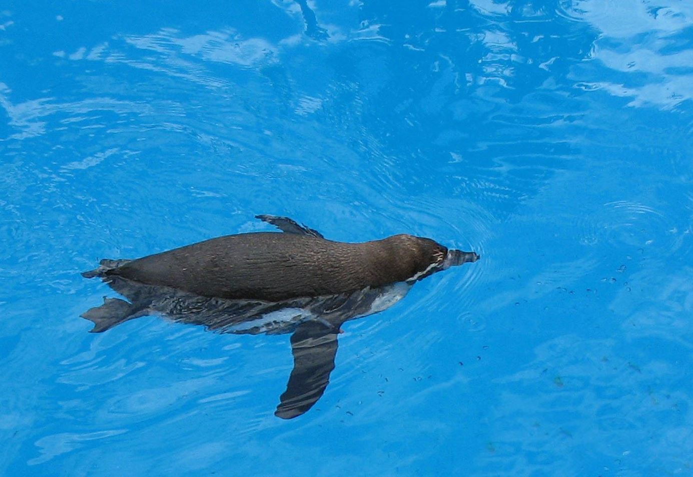 Ilmaisia kuvituskuvia: Pingviinit