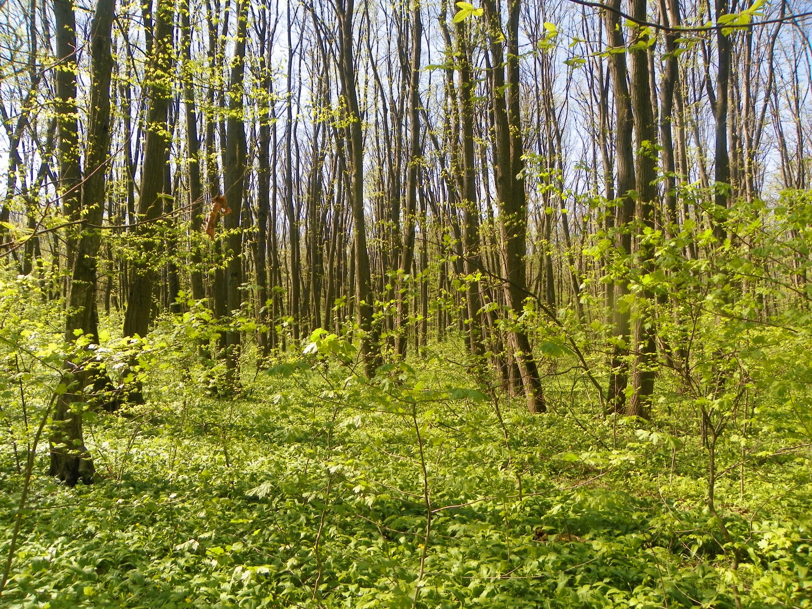 Cu Medi in bucatarie: Primavara in padure