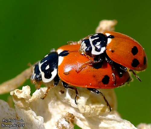 Biodiversidad Costa Granadina y ... (Fauna): Mariquita Adonis ...