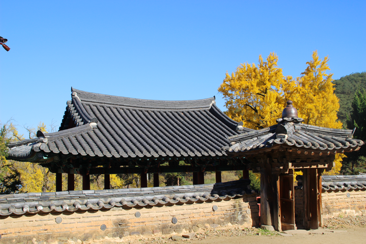 Stunning 400 Year-old Ginkgo Biloba Tree Guarding Dodong-seowon ...