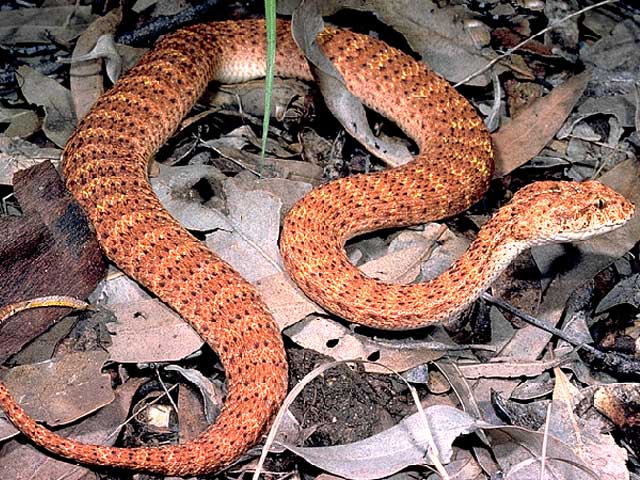 Most Amazing: The Common Death Adder