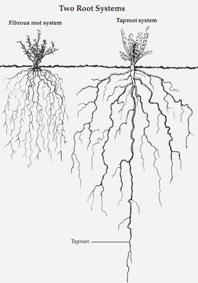 Plant Life: Roots