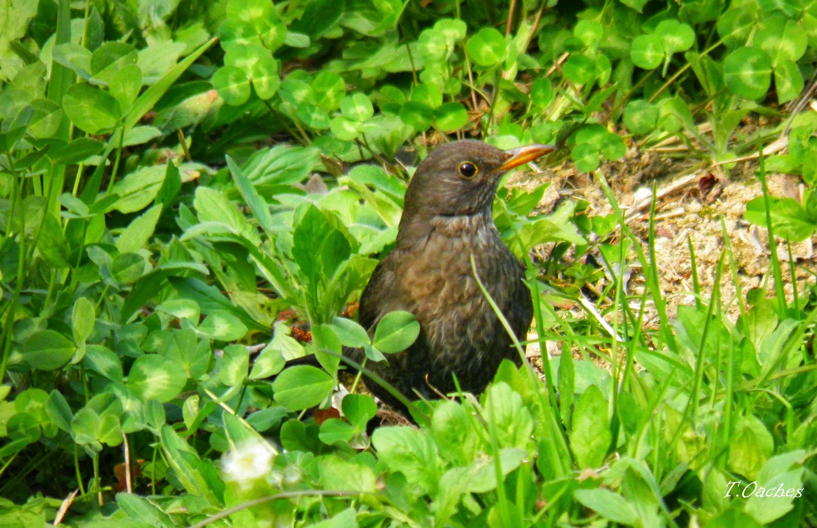 PASARI DIN ROMANIA: MIERLA (1), Turdus merula