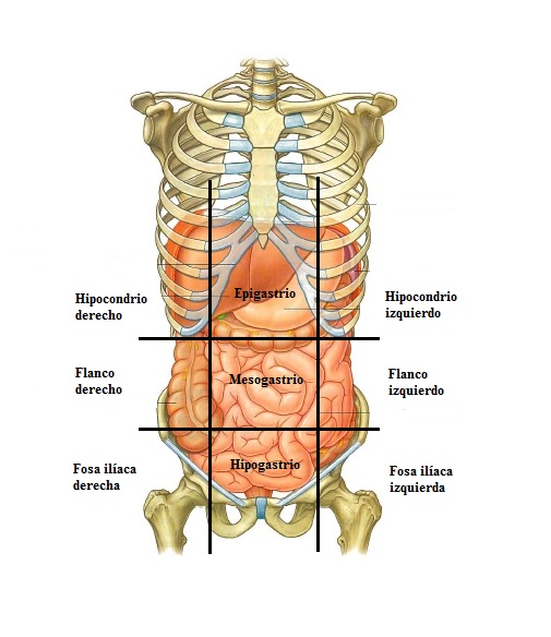 URGENCIAS Y EMERGENCIAS EXTRAHOSPITALARIAS: Anatomía básica del aparato ...