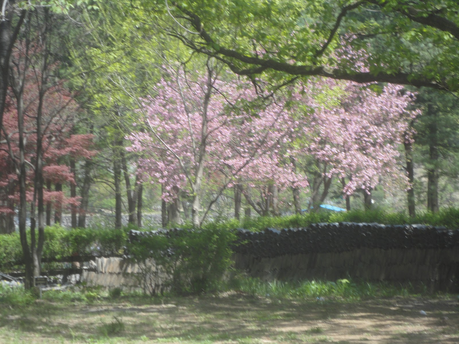 apple muslim holiday: MUSIM BUNGA SAKURA DI KOREA