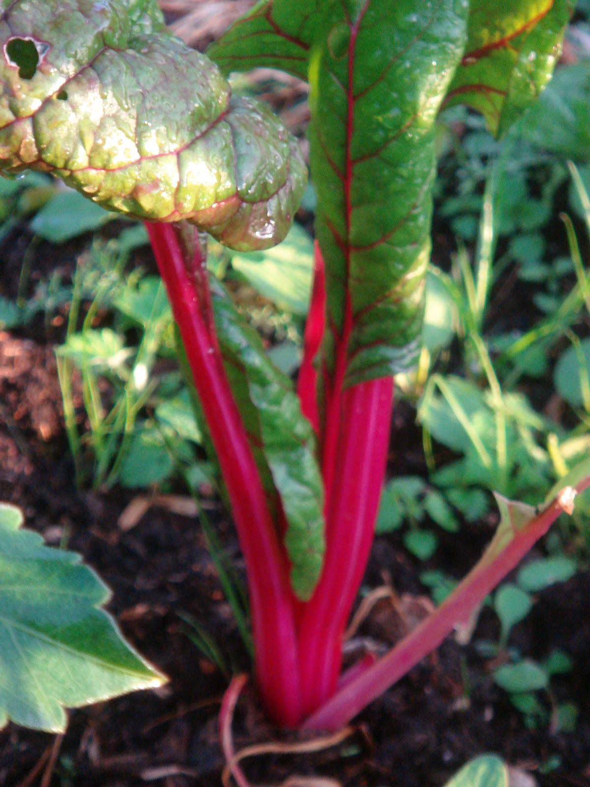Swiss chard and I gush (only a little) about Nigel Slater - The ...