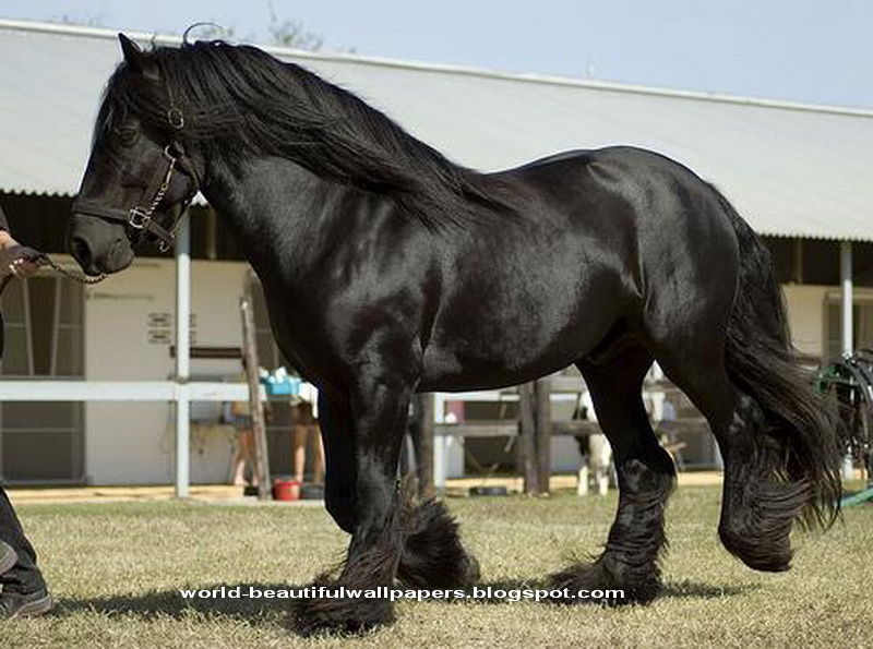 Beautiful Wallpapers: friesian horse pictures