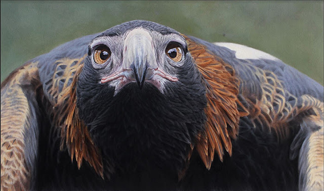 Sunshine Coast Birdlife Australia Blog : Bird Art on display at ...