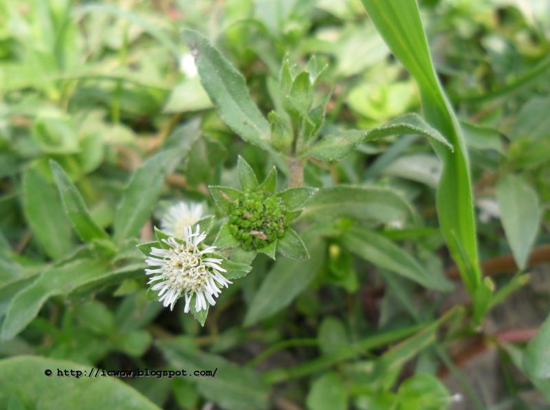 False Daisy(কেশরাজ ফুল) - Eclipta prostrata