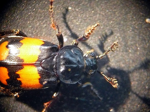 El ojo del buitre: Insectos - Necrófago (Necrophorus vespillo)