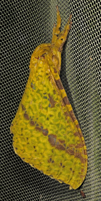 BunyipCo: November 2011