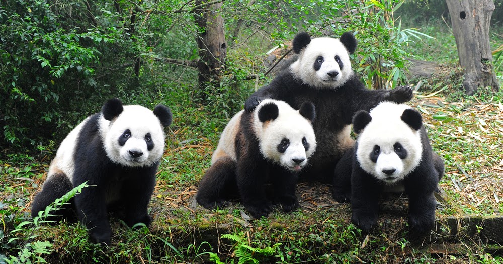 All About Animal Wildlife: Giant Panda Information and Images