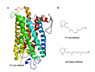 Nadie Nace Sabiendo: La primavera y su efecto en los animales. El cortejo.