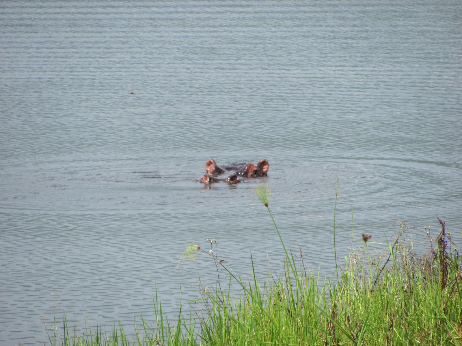 Dio Mass College Pilgrims: Starting the New Year With a Warthog ...