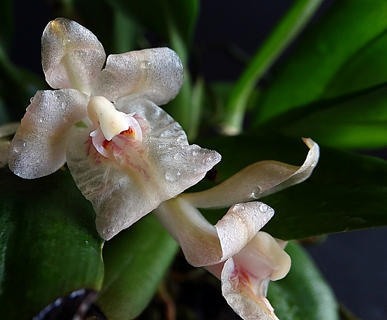 Rodriguezia leeana care and culture | Travaldo's blog