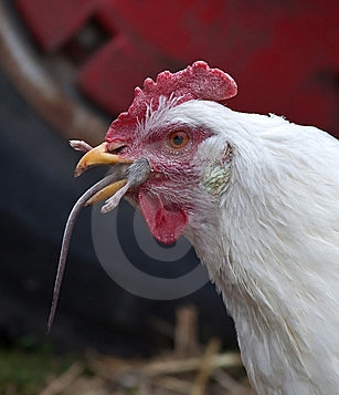 Pasture2Plate: Chickens Are NOT Vegetarians!