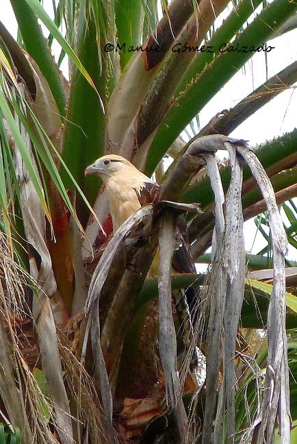 Grullas veo: EN TIERRAS DEL CAFE