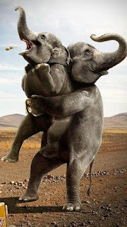 Funny Funny Pictures: Funny Elephant in Circus