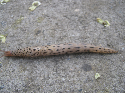 EV Grieve: And now, photos of a 5-inch slug on East 4th Street