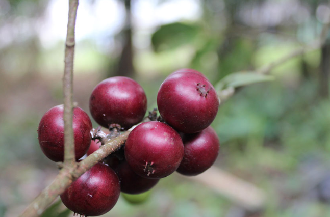 Buah Asli Indonesia Yang Mendunia dan Sudah Mulai Langka