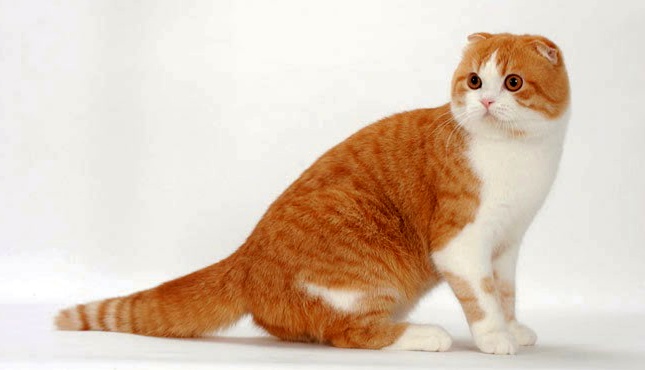 Gambar Kucing Imut dan Lucu | Kumpulan Gambar