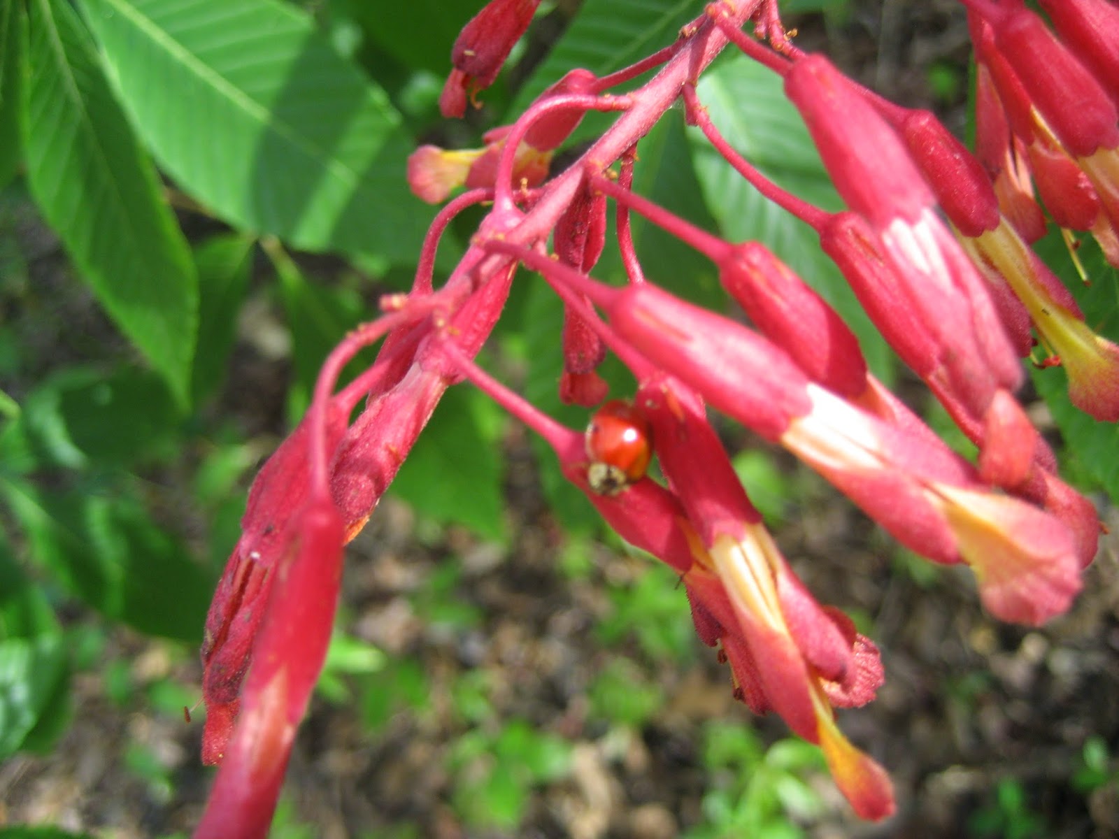 Discovering His Creation: Red Buckeye (Aesculus pavia)