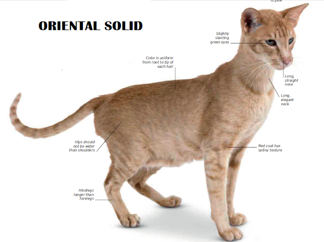 83 Jenis Baka Kucing (Bulu Pendek) yang Ada Di Dunia - Comel-Comel ...